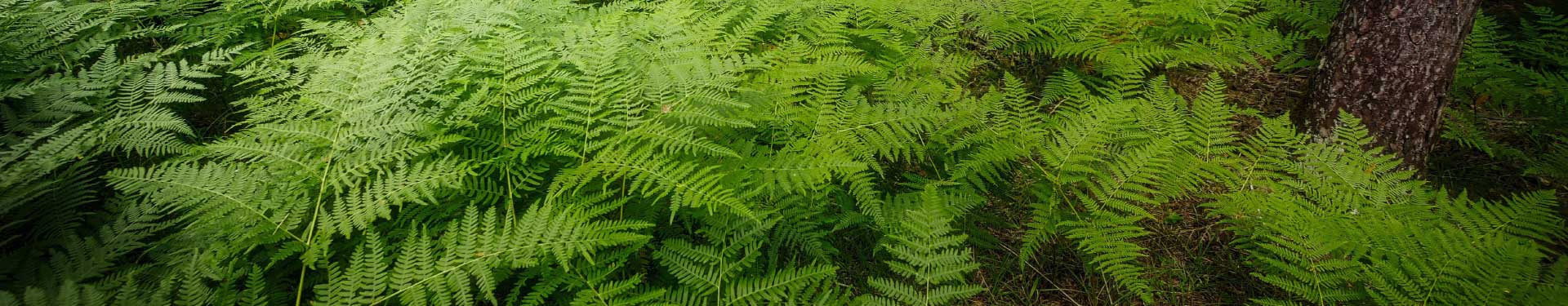 Landscape with Native Sod - New England Pro Greens and Turf